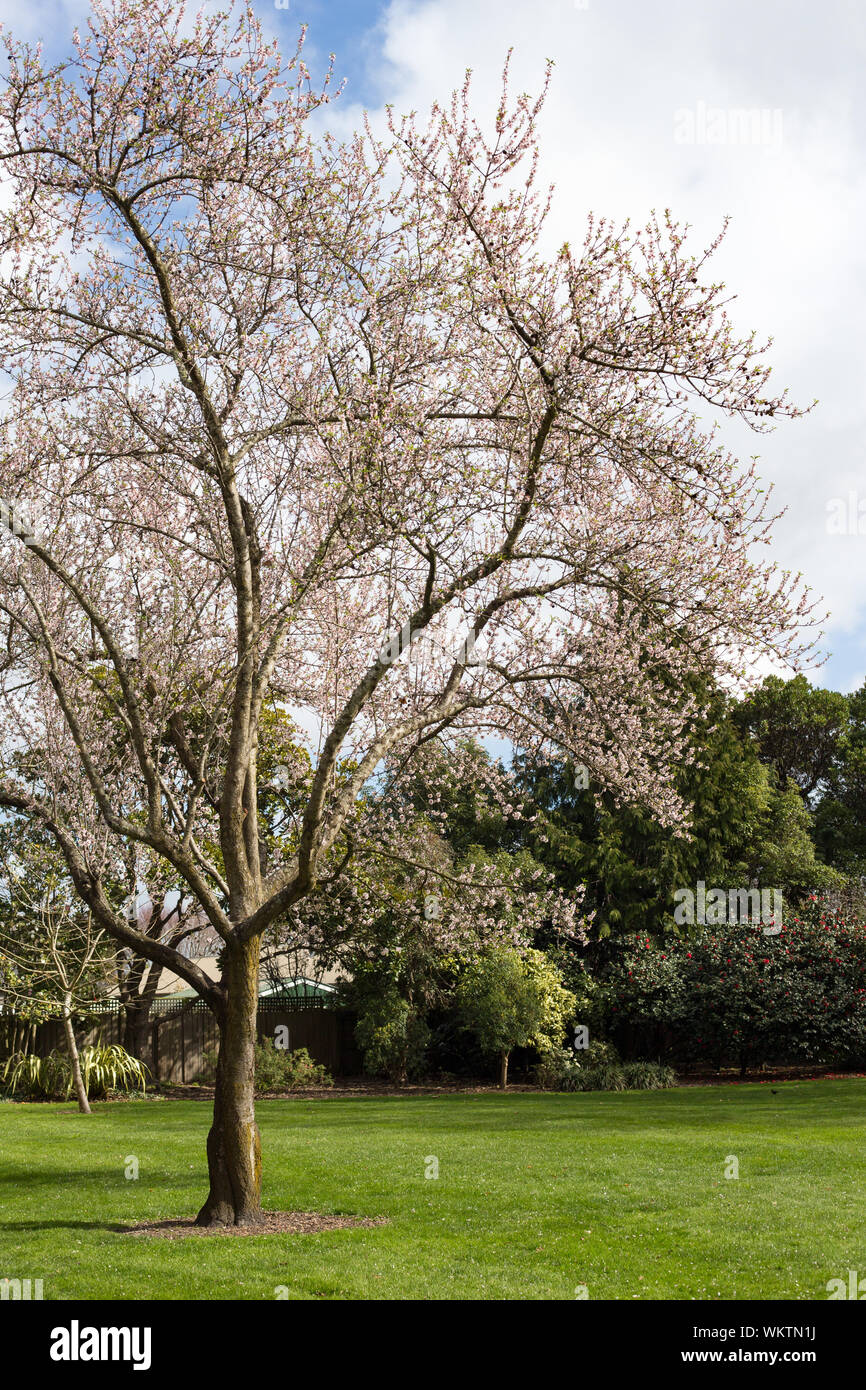 Pictures Of Almond Trees Shasta Almond Variety, Self Fertile Almond