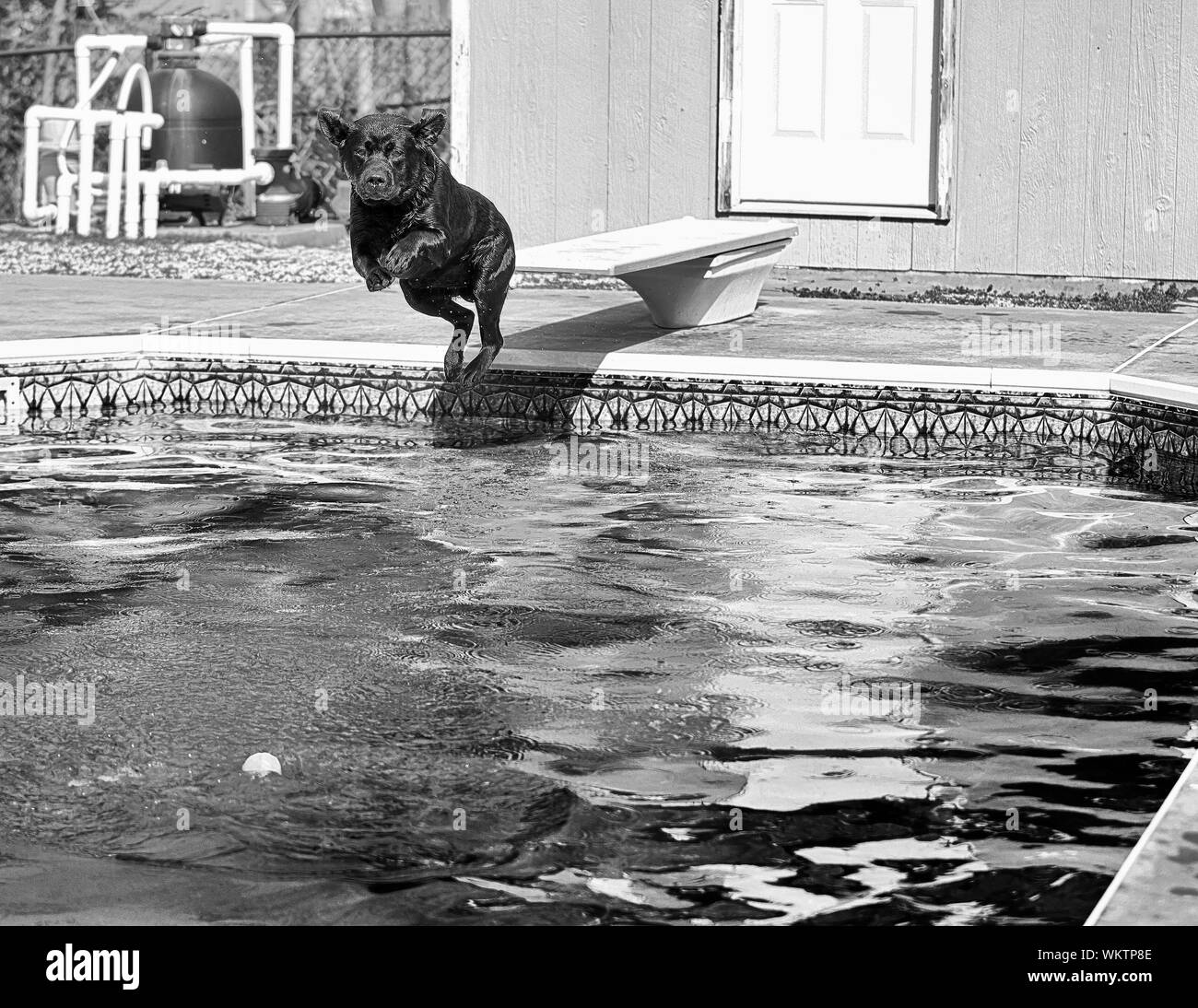 Dog at jumping at door hi-res stock photography and images - Alamy