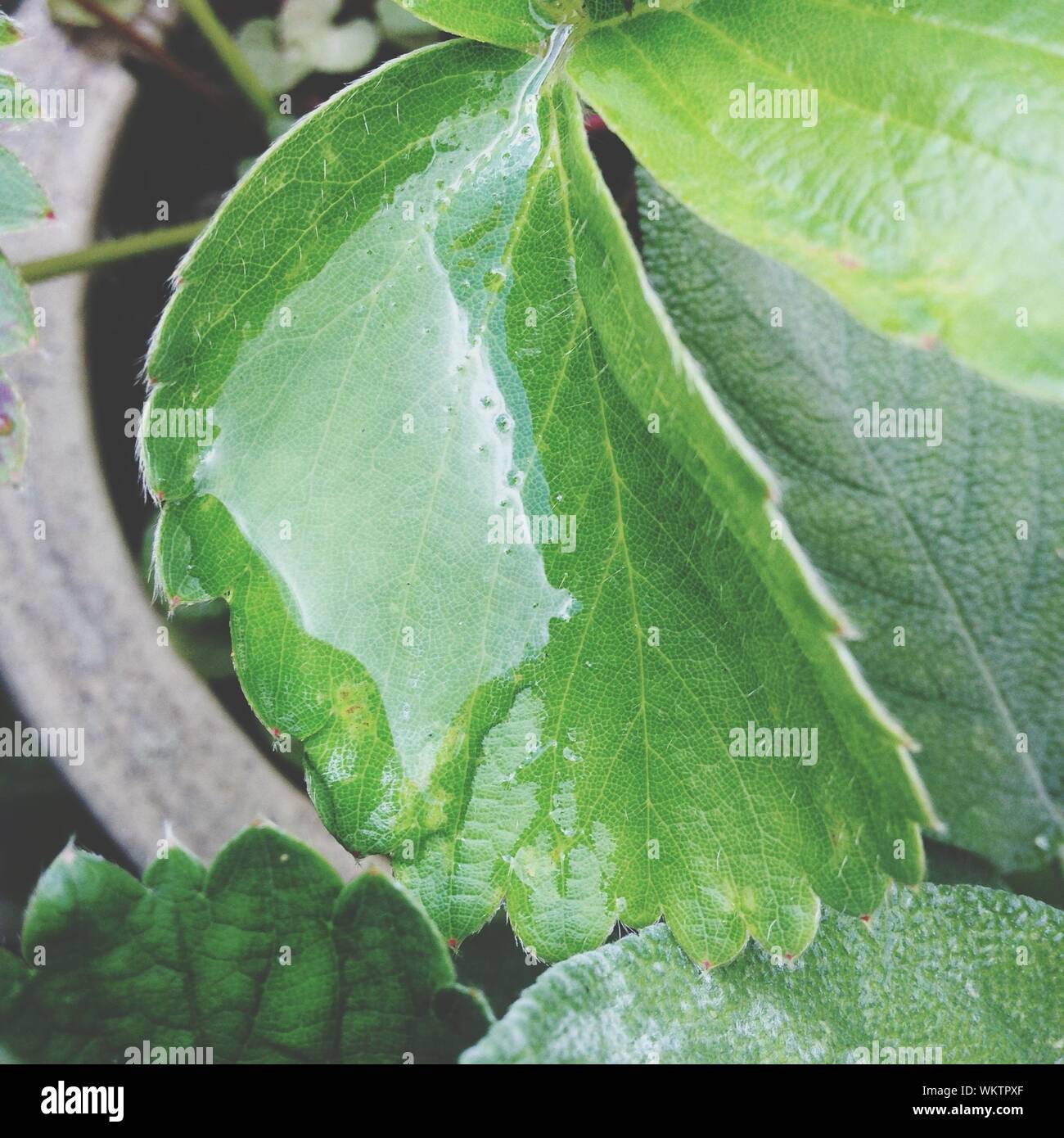Water leaf hi-res stock photography and images - Alamy
