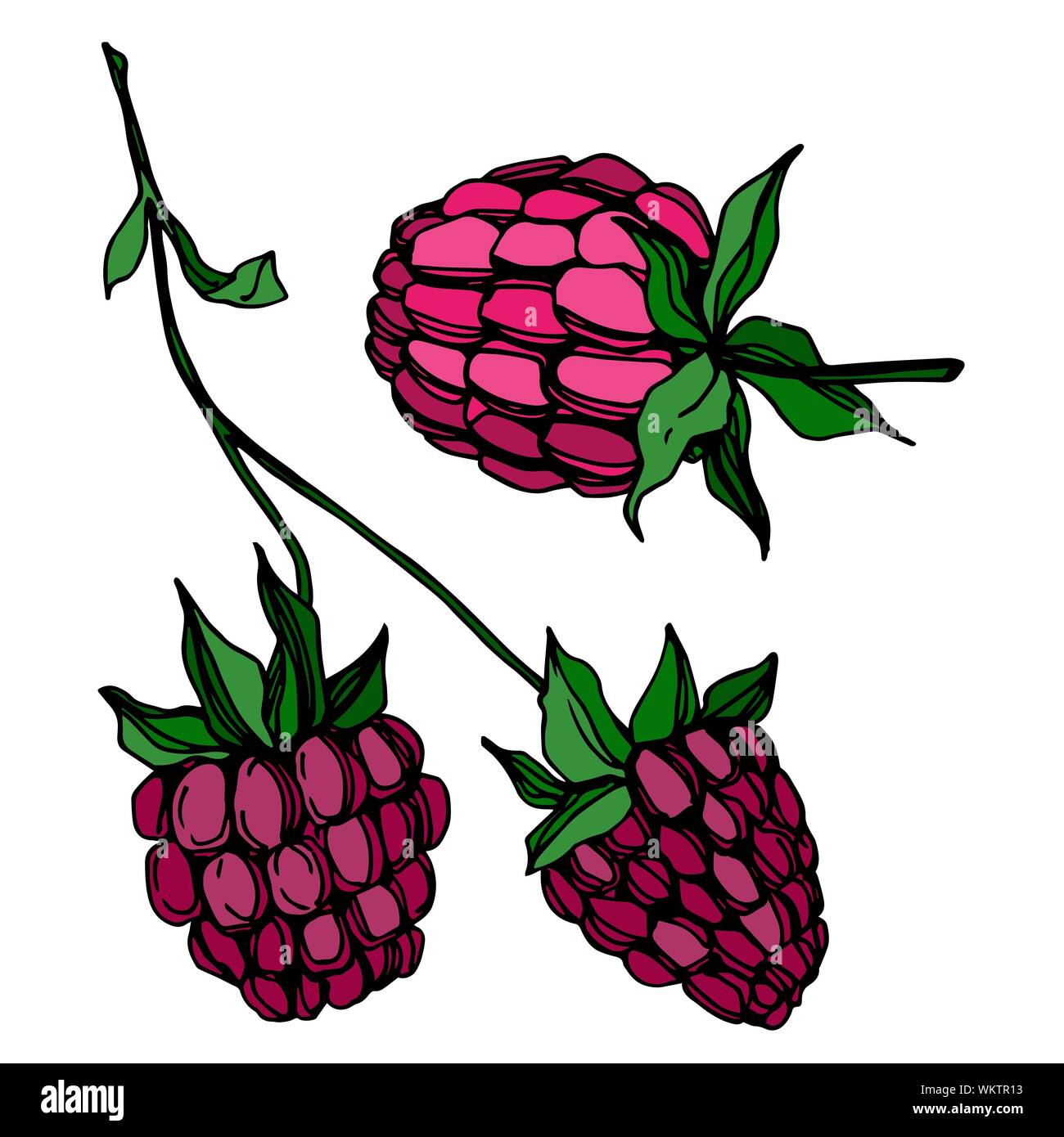 Vector Raspberry healthy food fresh berry isolated element. Black and ...