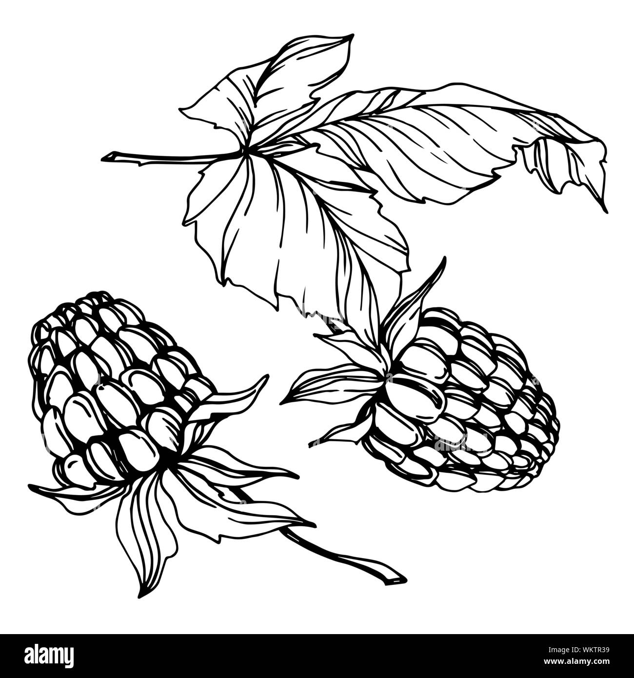 Vector Raspberry healthy food fresh berry isolated element. Black and ...