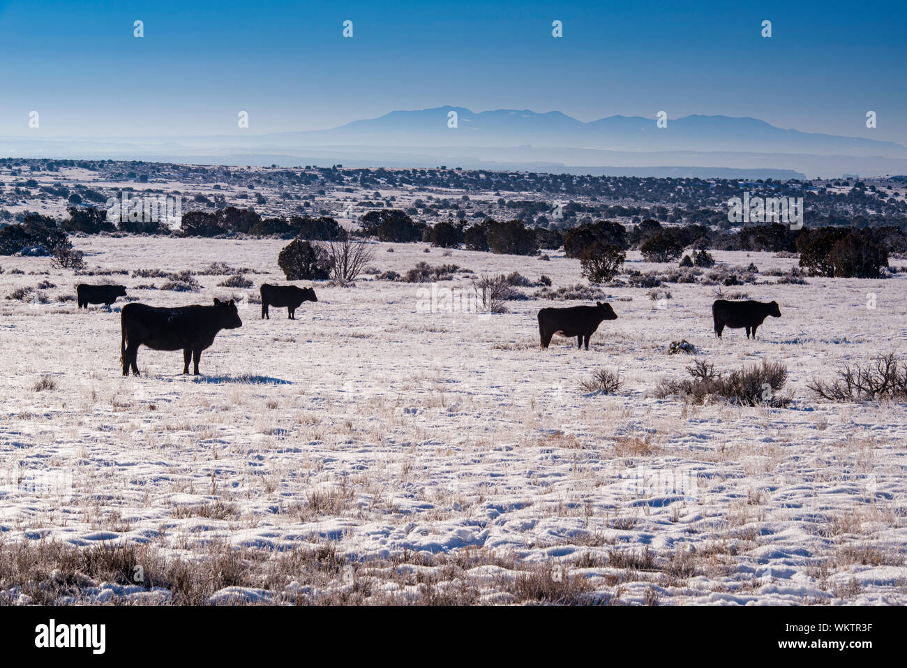 Cattle ranching images hi-res stock photography and images - Alamy