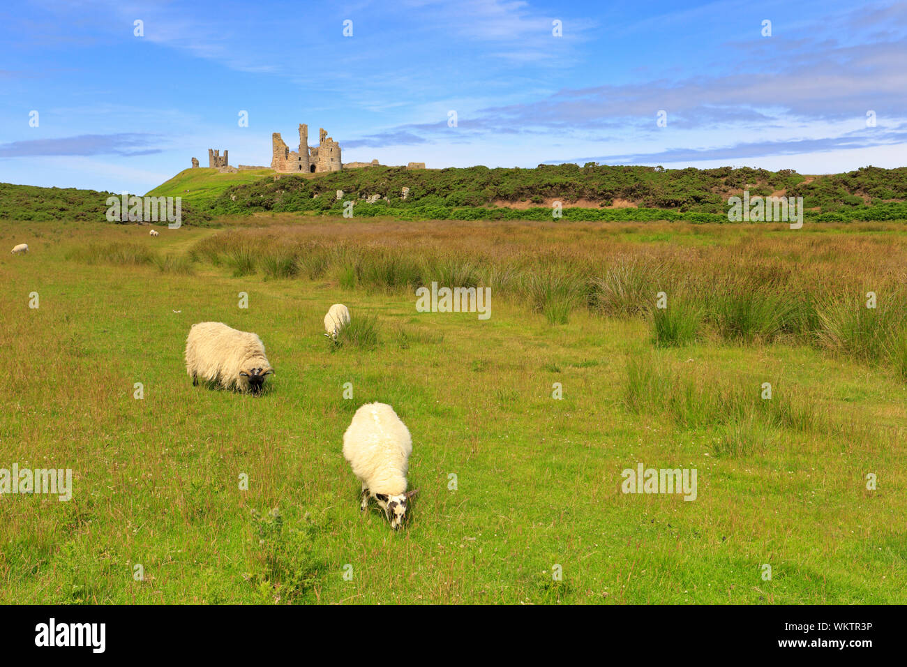 Sheep grazing by Dunstanburgh Castle on the Northumberland Coast Path ...