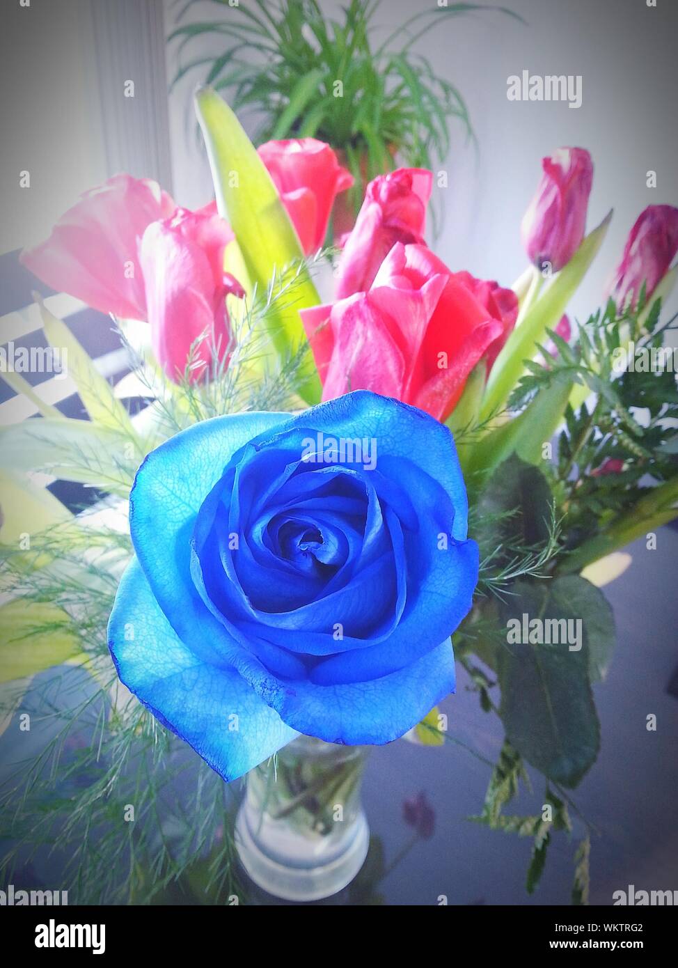 Green blue and rose hi-res stock photography and images - Alamy