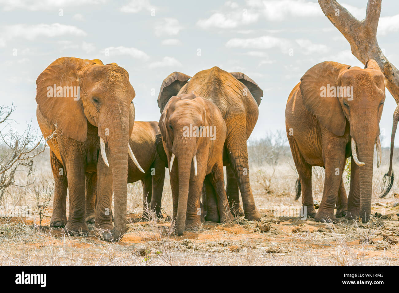 Elephants of Tsavo Stock Photo - Alamy