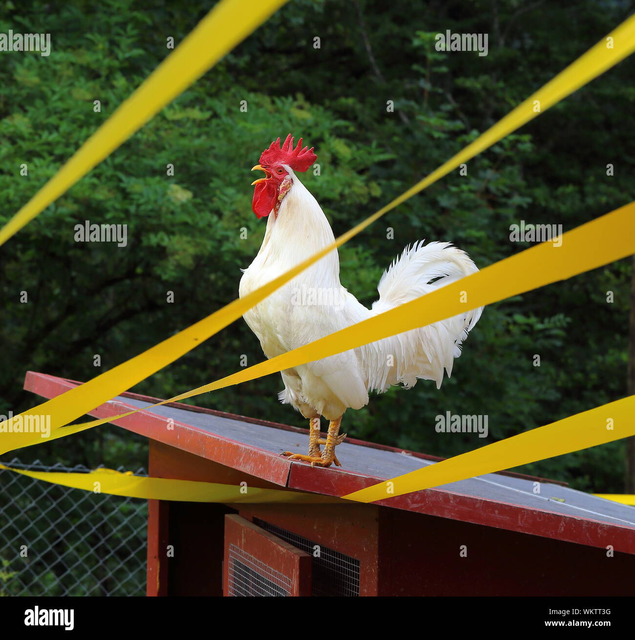 Chicken crowing hi-res stock photography and images - Alamy