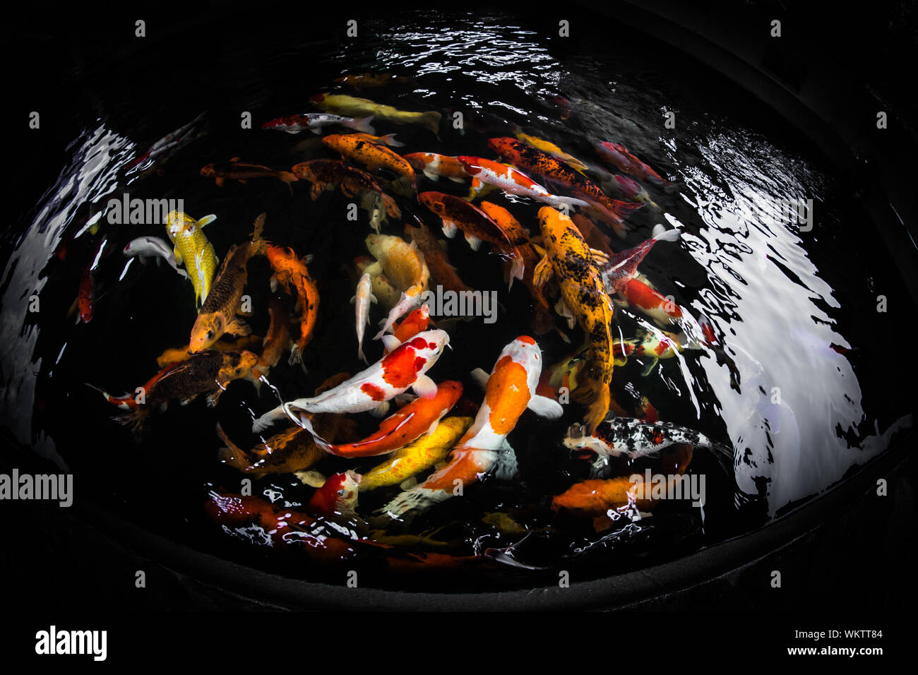 Fish eye lake hi-res stock photography and images - Alamy