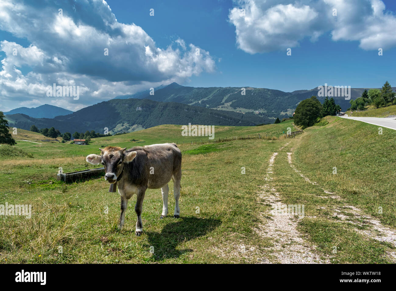 Alpin cow hi-res stock photography and images - Alamy