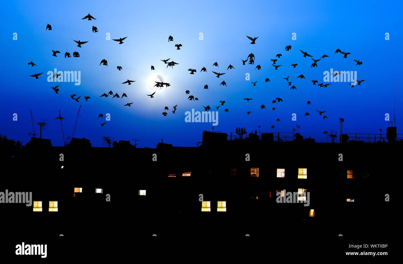 Birds flocking over city rooftops at night with a full moon Stock Photo ...