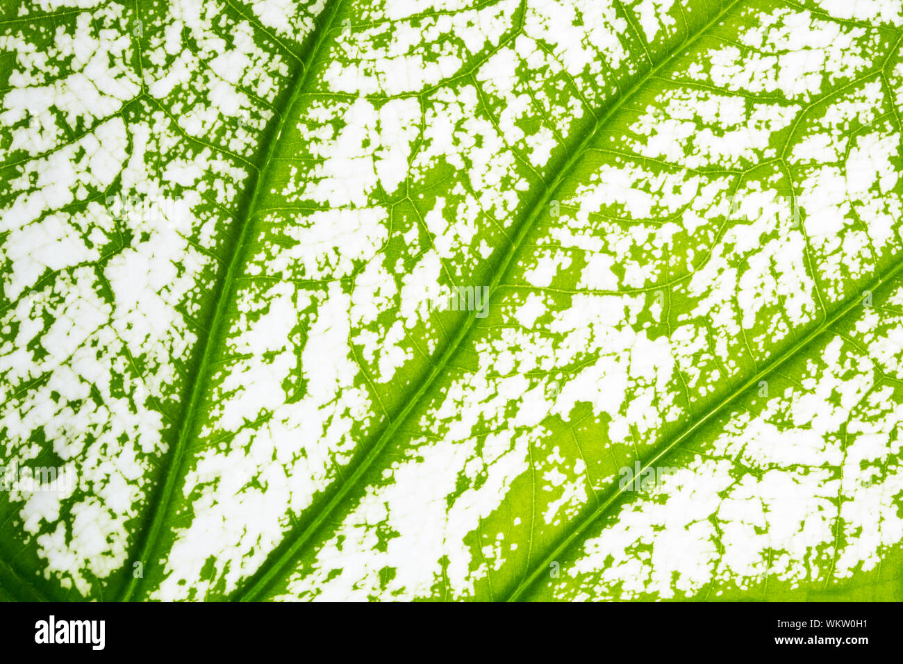 Variegated leaf hi-res stock photography and images - Alamy