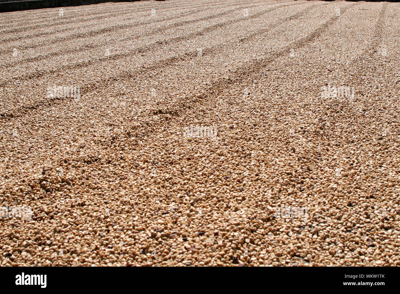 Grain drying hi-res stock photography and images - Alamy