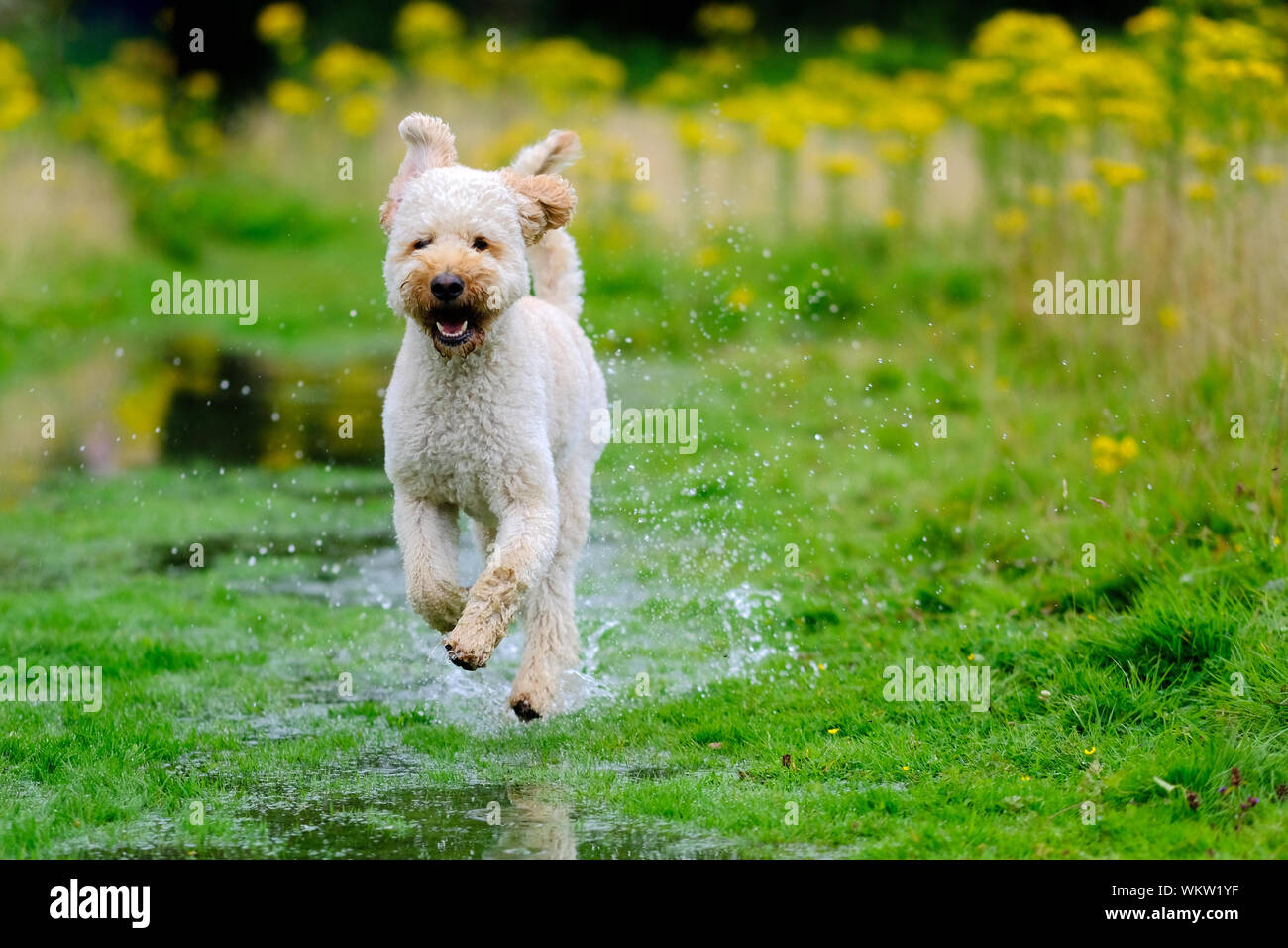 Labradoodle High Resolution Stock Photography and Images - Alamy