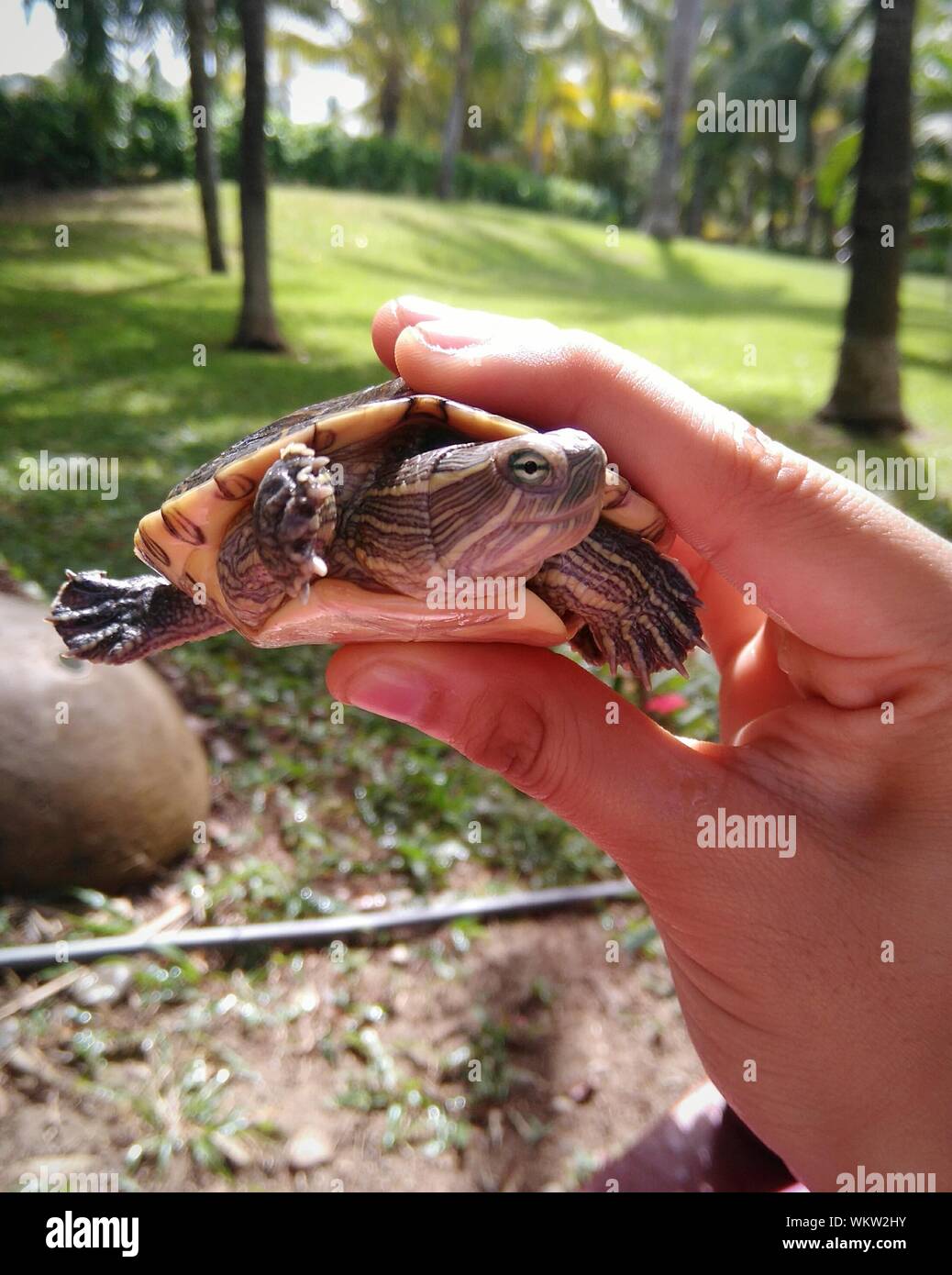 Hand holding turtle hi-res stock photography and images - Alamy