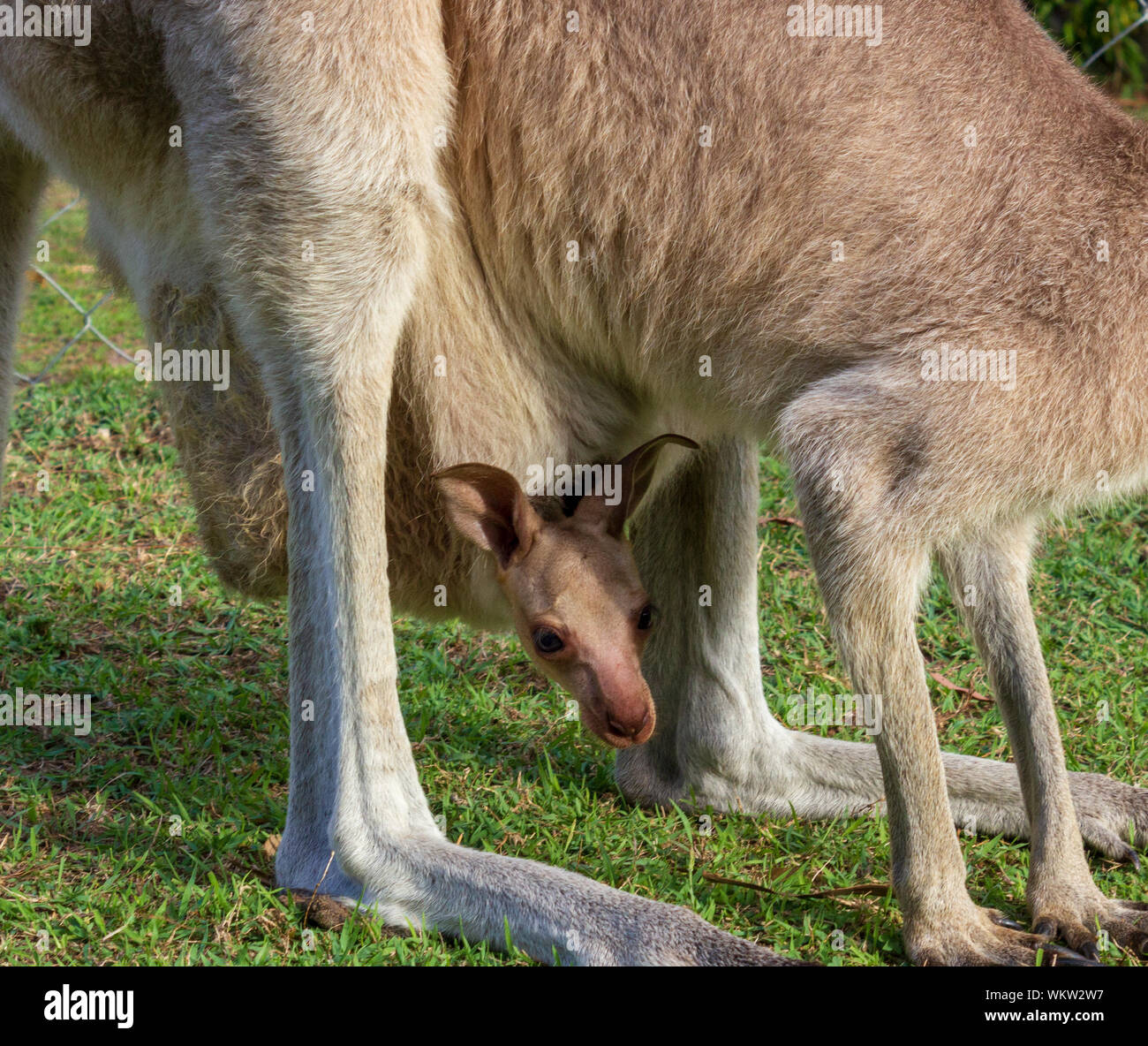 Kangaroo Baby is looking out of the mothers pouch - closeup, queensland ...