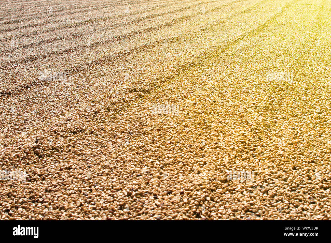 Coffee bean drying in a yard - Sun-dried coffee - natural coffee drying ...