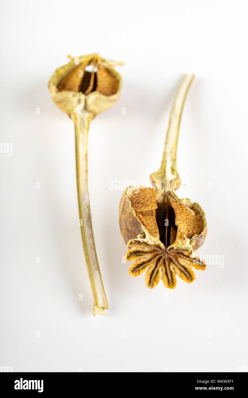 Cut dry poppy heads and poppy seeds. Poppy seed for homemade baking ...