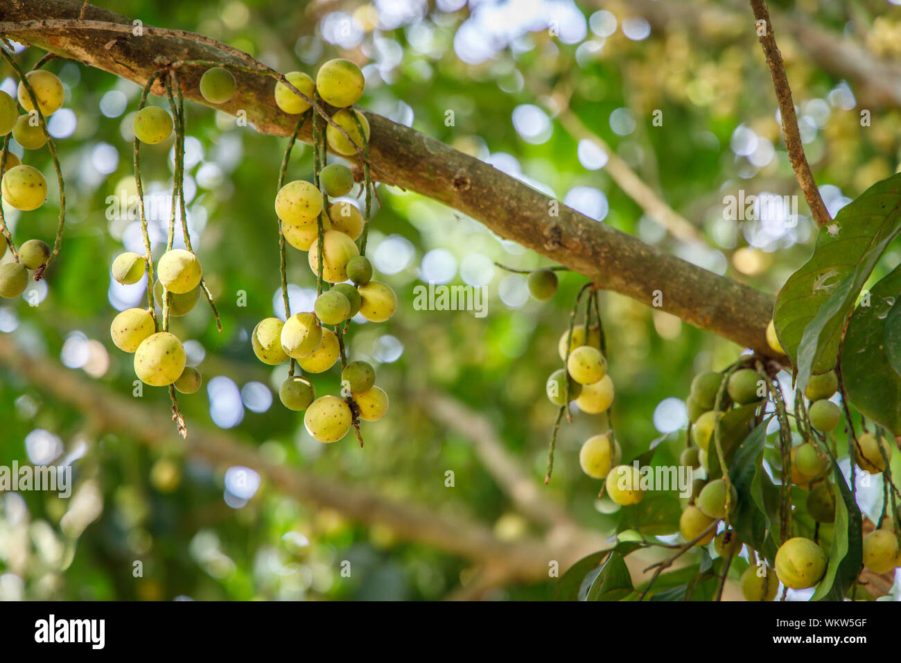 Langsat Fruits Hanging from Tree Branches in Orchard Stock Photo - Alamy