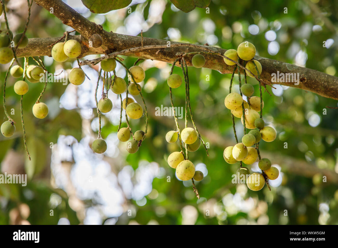 Duku Langsat High Resolution Stock Photography and Images - Alamy
