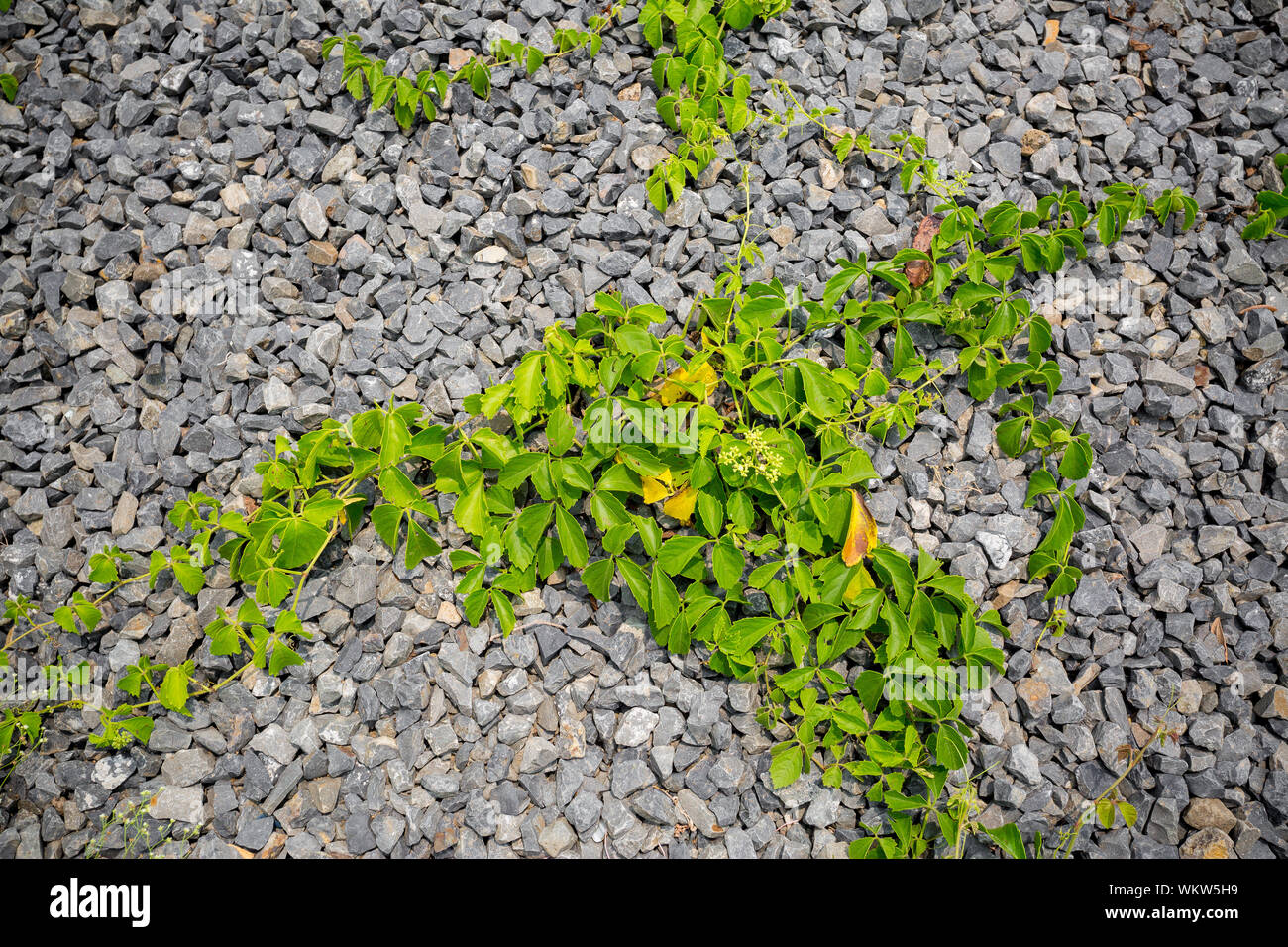 Strong creeping plant hi-res stock photography and images - Alamy