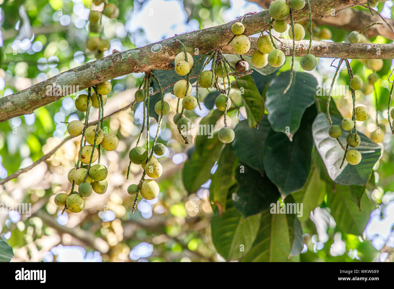 Langsat tree hi-res stock photography and images - Alamy