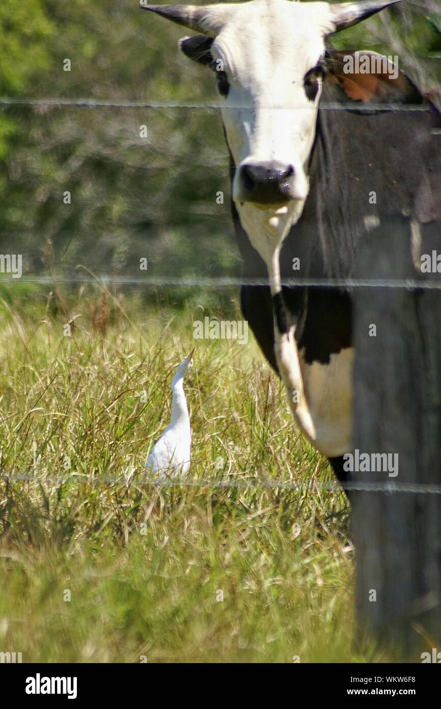 Cow bird hi-res stock photography and images - Alamy