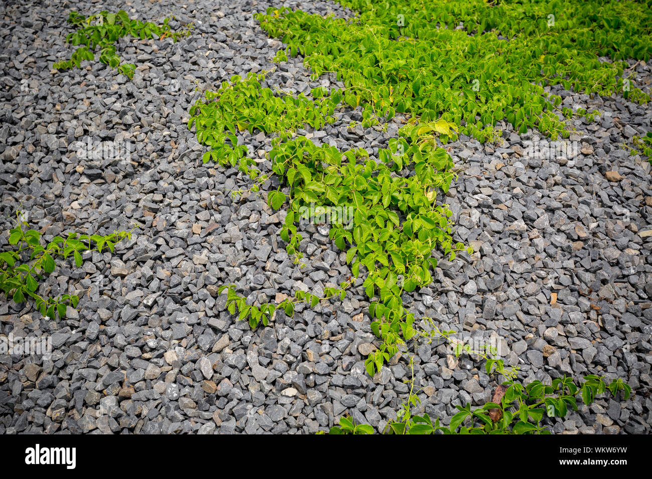Life in the rocks. Wild small rocks and green vine plant living ...
