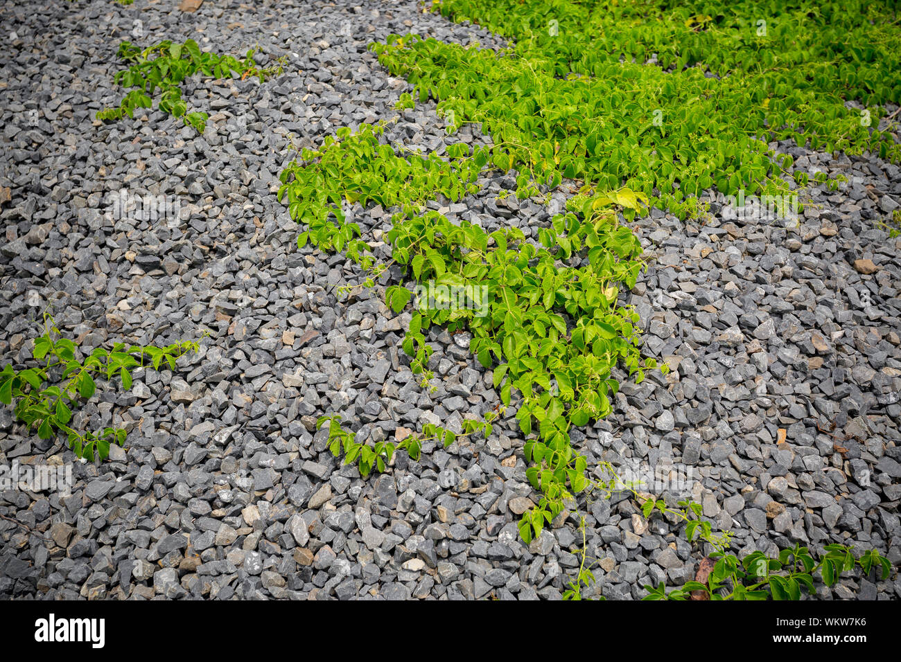 Life in the rocks. Wild small rocks and green vine plant living ...
