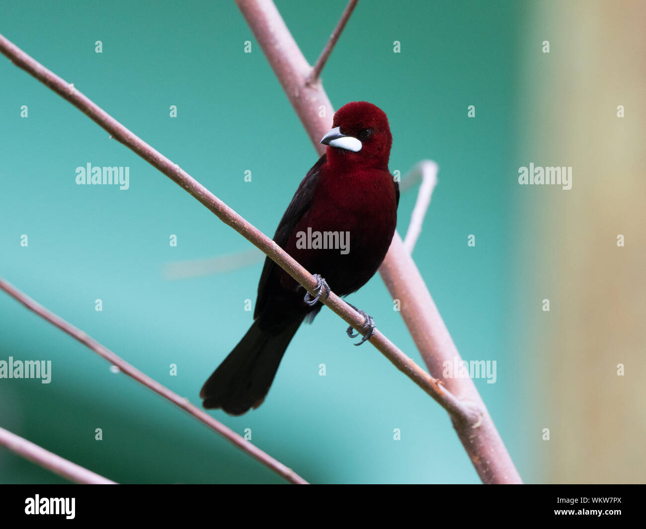 Silver-beaked Tanager (Ramphocelus carbo Stock Photo - Alamy