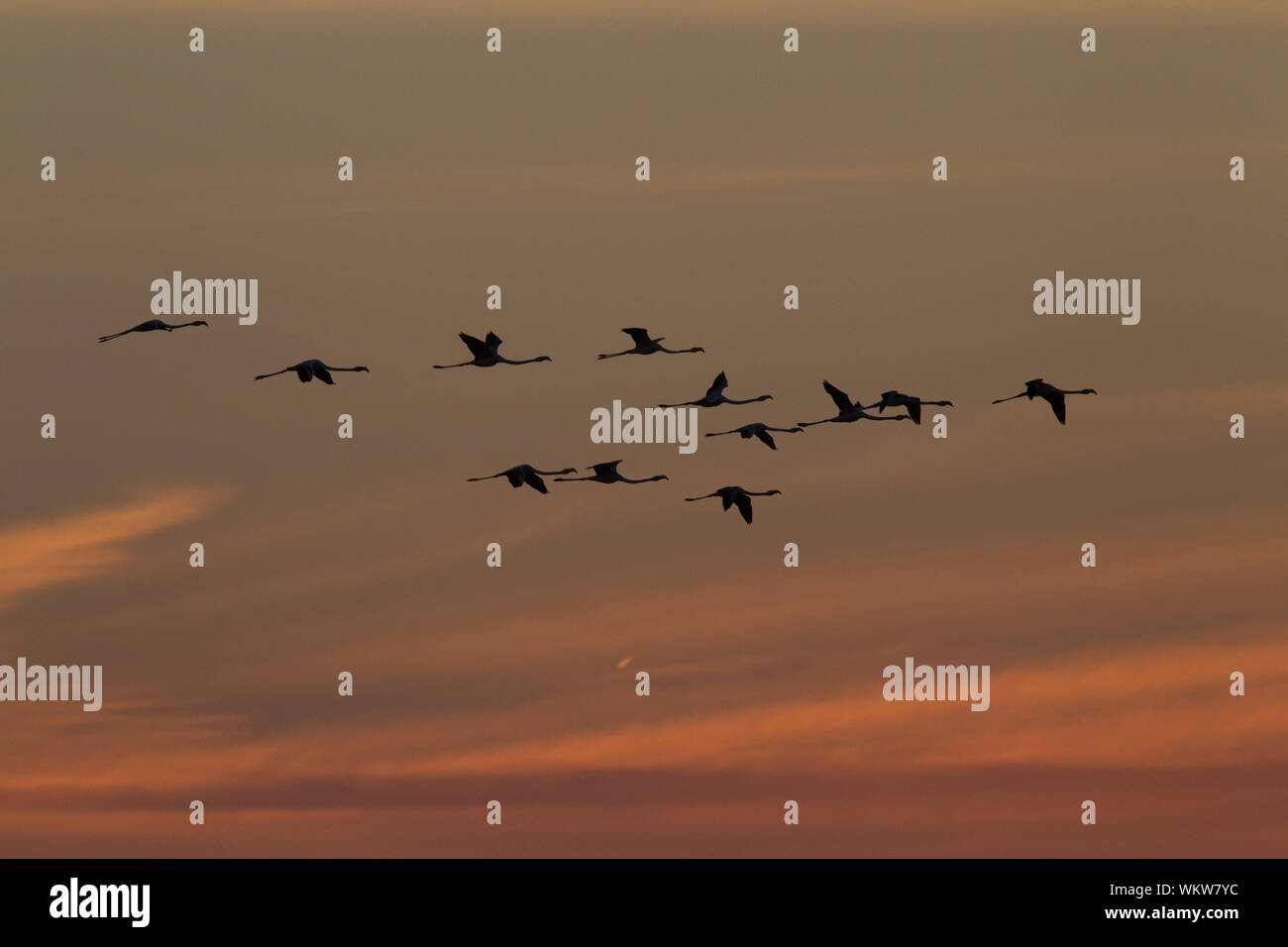Flamingo flying sunset hi-res stock photography and images - Alamy