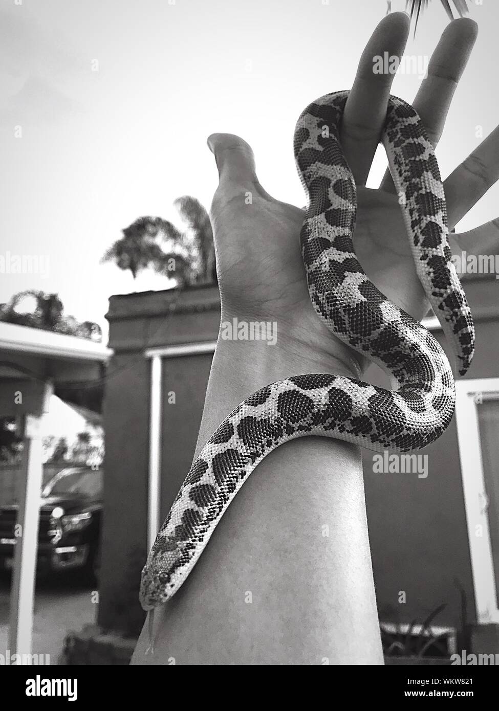 Man and snake close up hi-res stock photography and images - Alamy