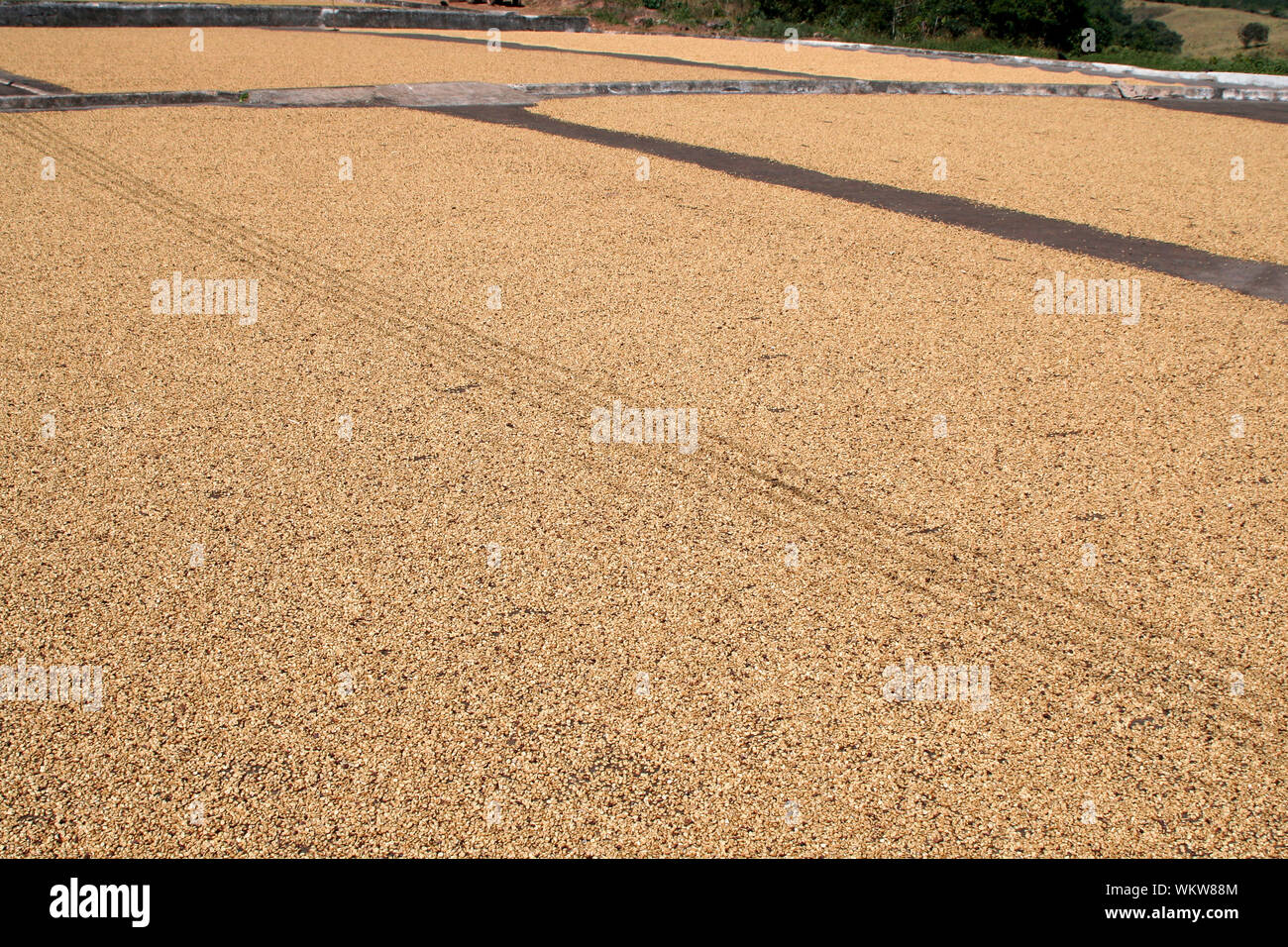 Coffee bean drying in a yard - Sun-dried coffee - natural coffee drying ...