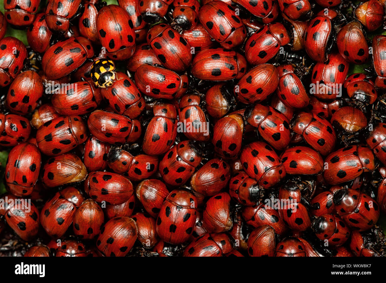 Ladybugs Group High Resolution Stock Photography and Images - Alamy