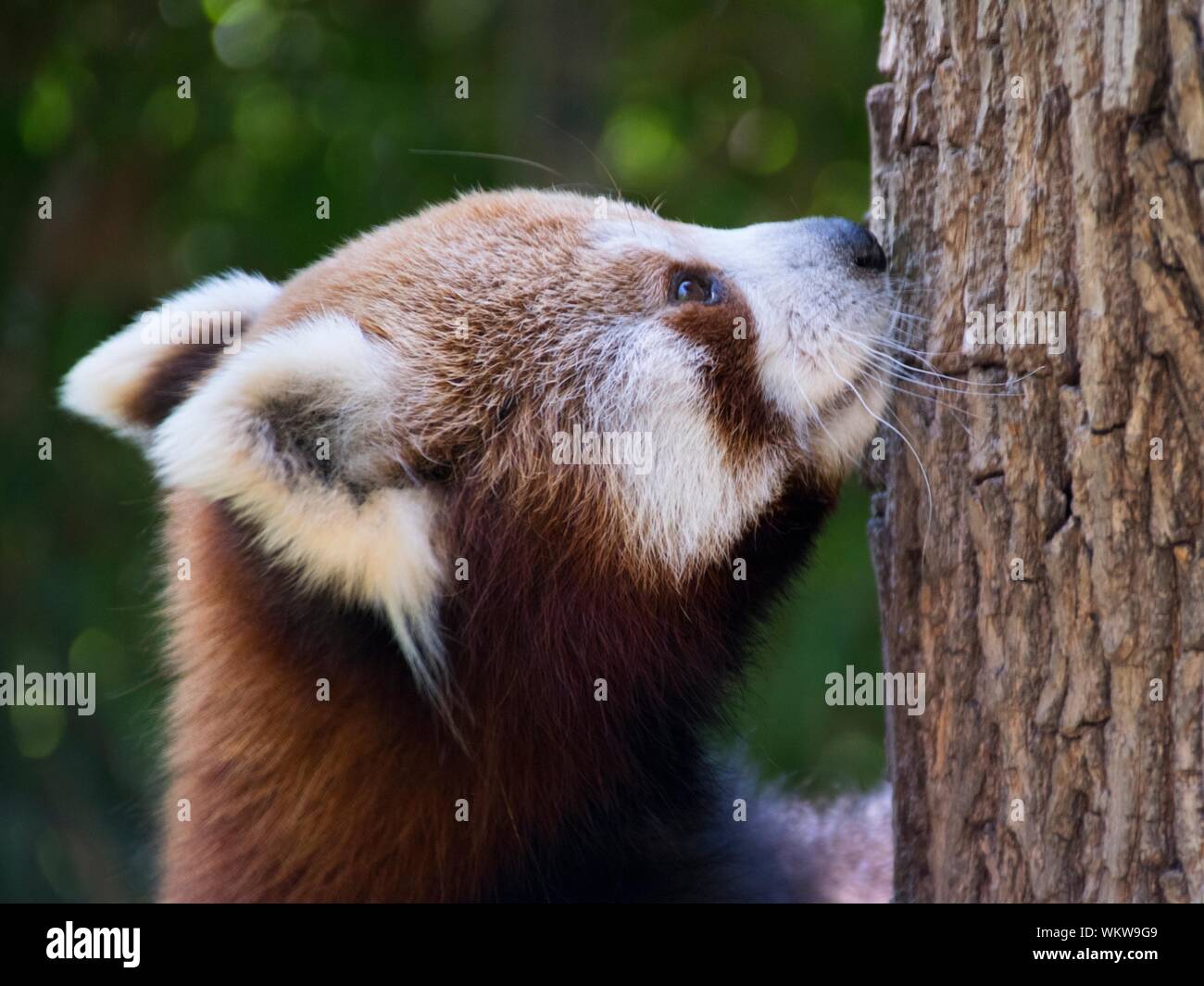 Side view red panda hi-res stock photography and images - Alamy