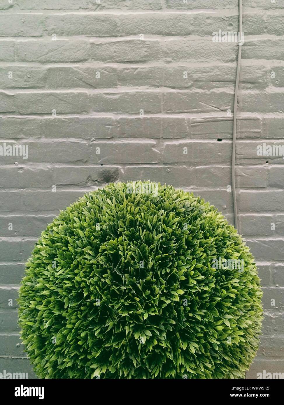 Topiary sphere hi-res stock photography and images - Alamy