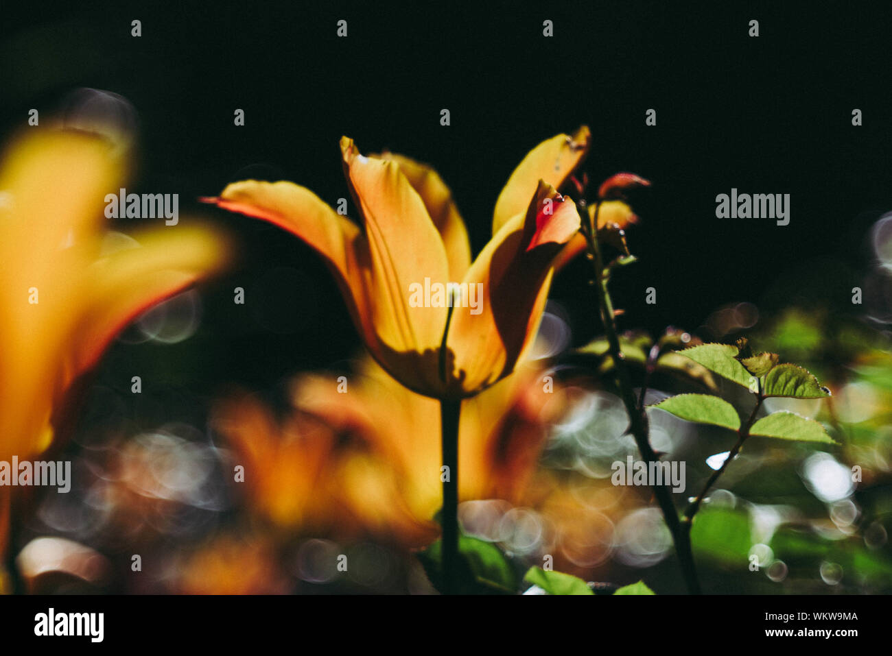 Night lily hi-res stock photography and images - Alamy