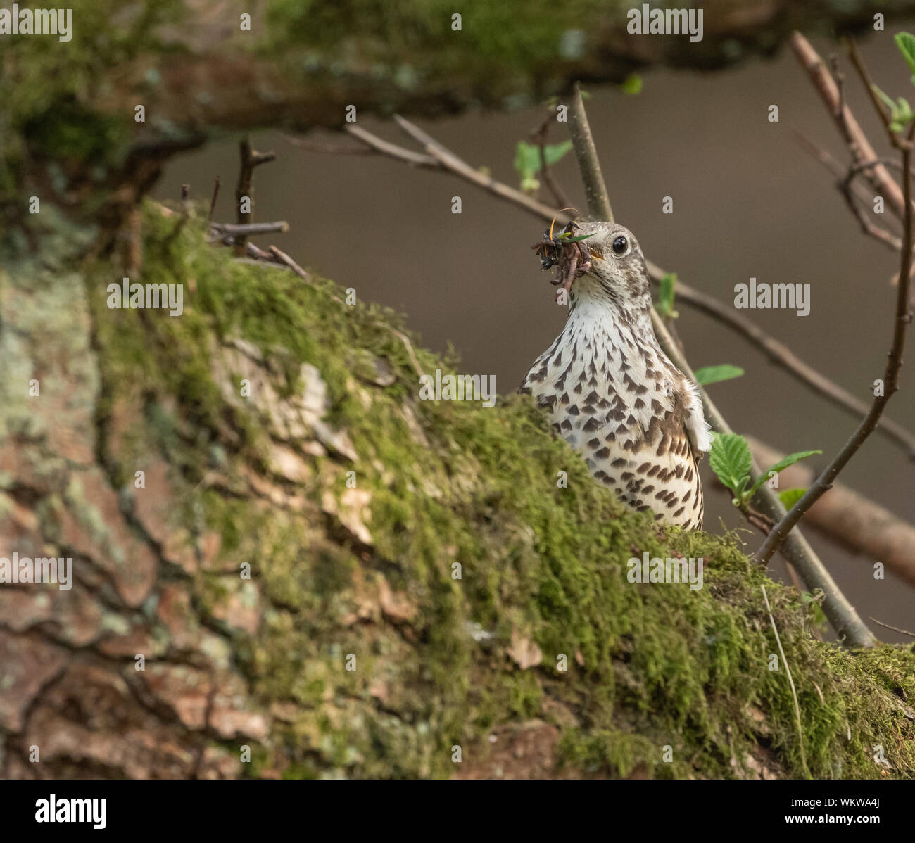 Thrush carrying insects hi-res stock photography and images - Alamy