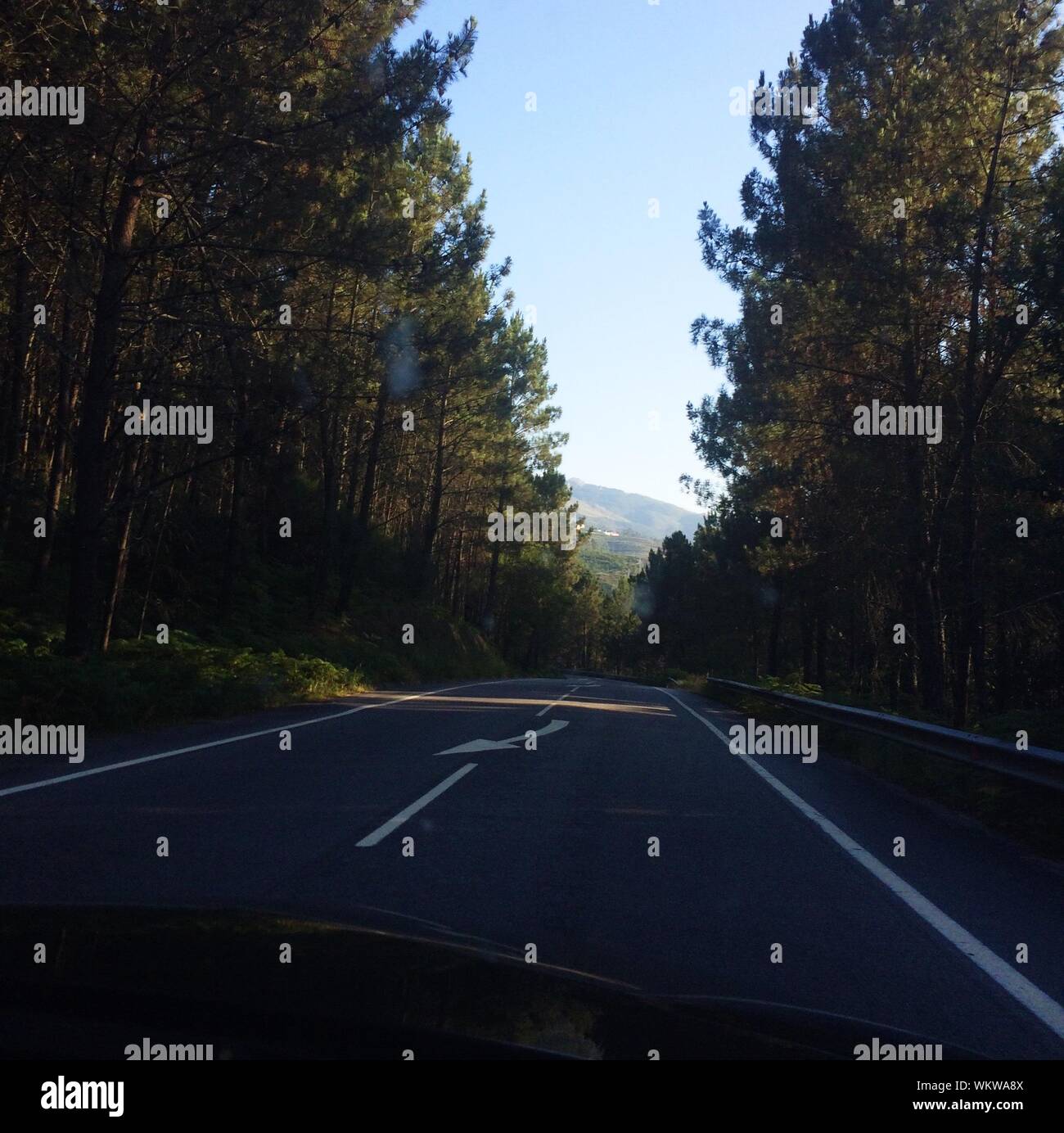 Car tall trees hi-res stock photography and images - Alamy