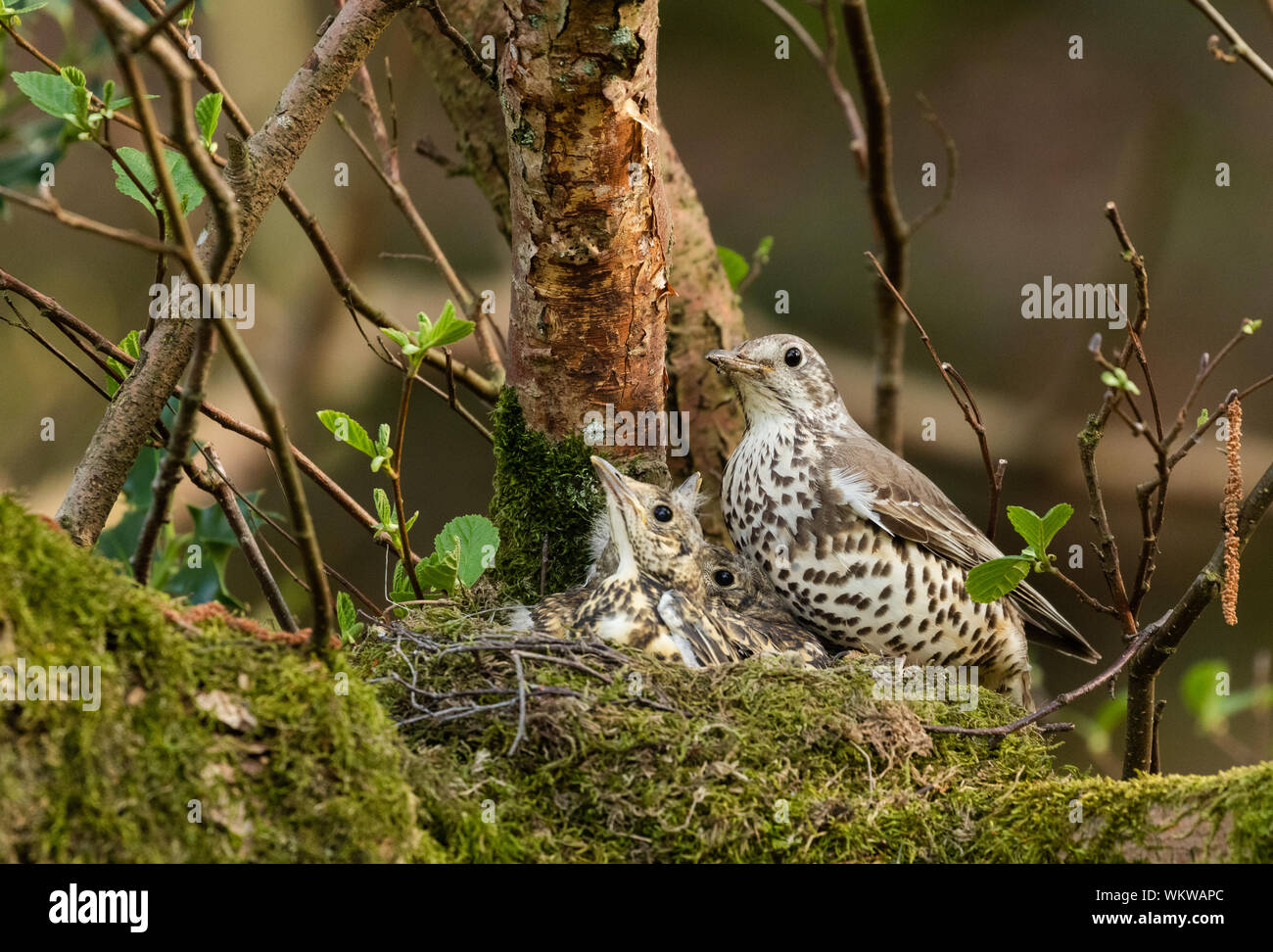 An adult mistle thrush family on a nest Stock Photo - Alamy