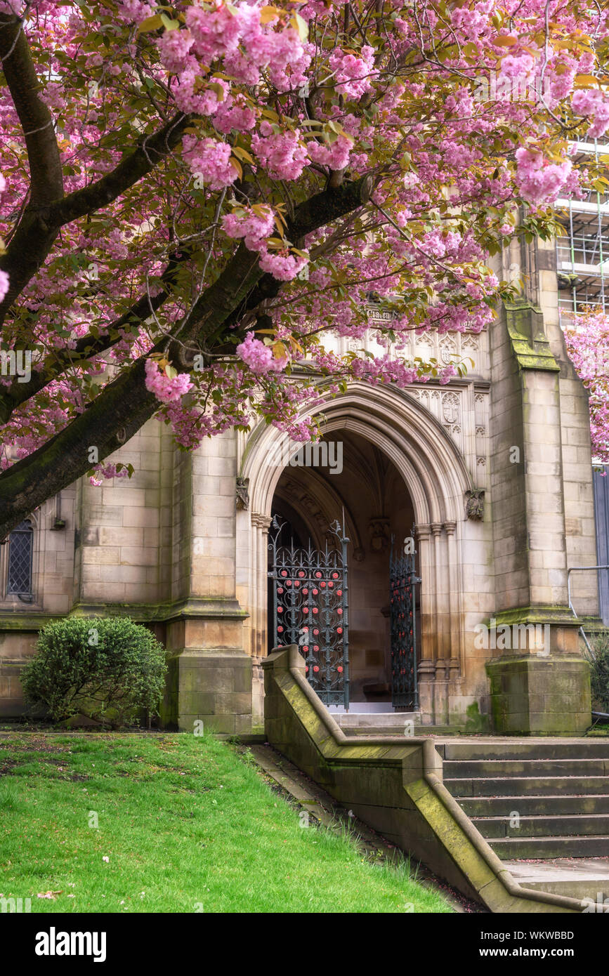 Manchester Cathedral and blossom tree in spring Stock Photo - Alamy