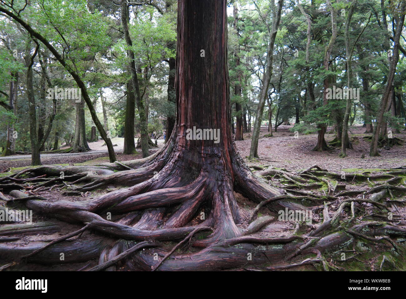 Shi trees hi-res stock photography and images - Alamy
