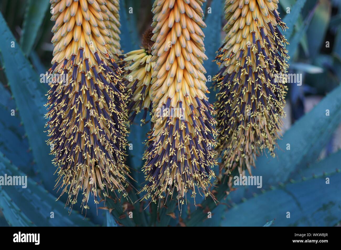 Aloe Vera Flower High Resolution Stock Photography and Images - Alamy