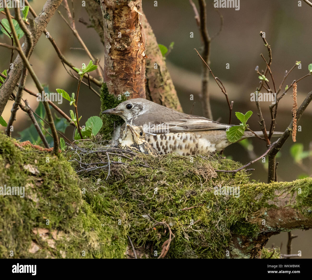 Thrush nest hi-res stock photography and images - Alamy