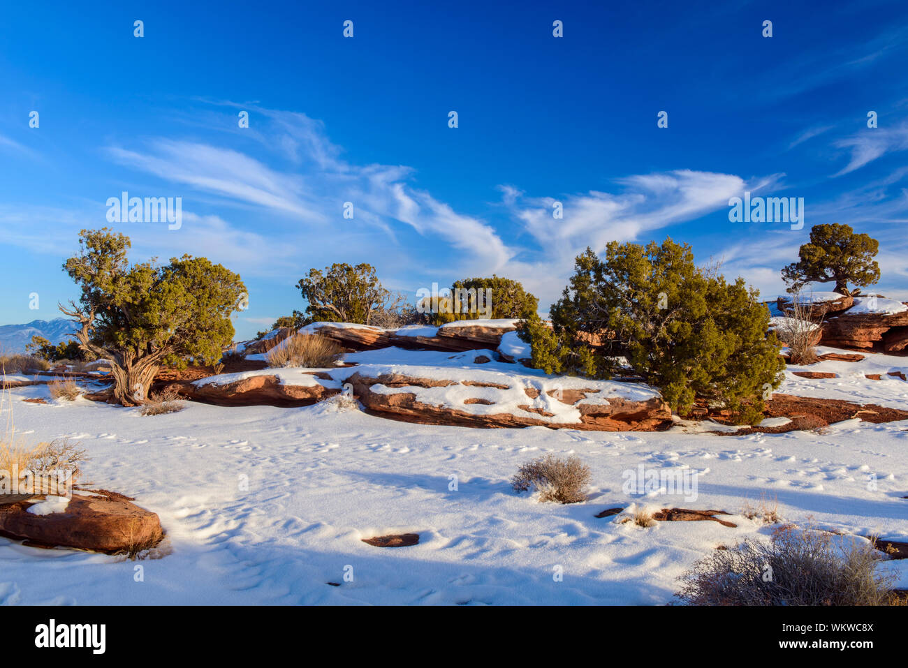 Dead pinyon tree hi-res stock photography and images - Alamy