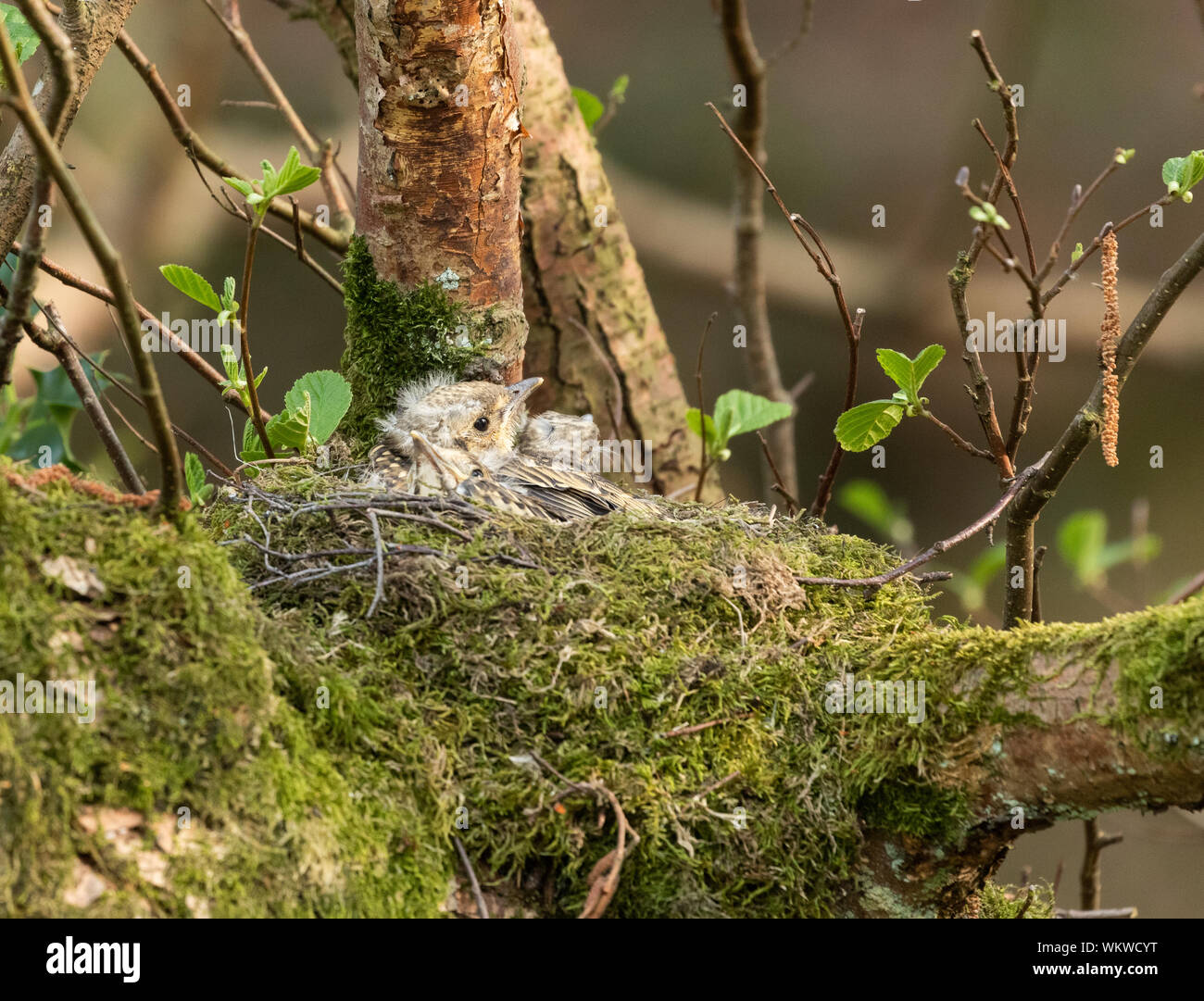 Mistle thrush on nest hi-res stock photography and images - Alamy
