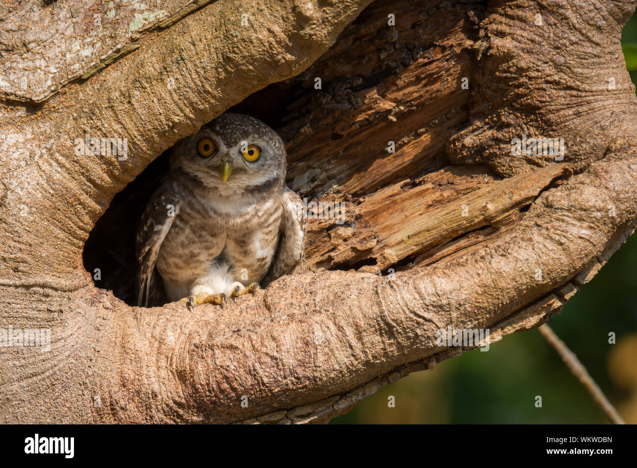 Owl hollow tree hi-res stock photography and images - Alamy