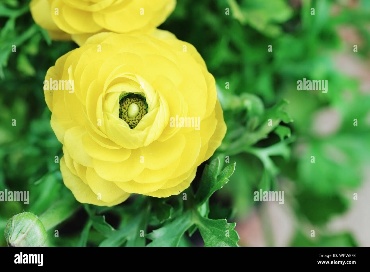 Beautiful yellow Ranunculus with extreme shallow DOF Stock Photo - Alamy