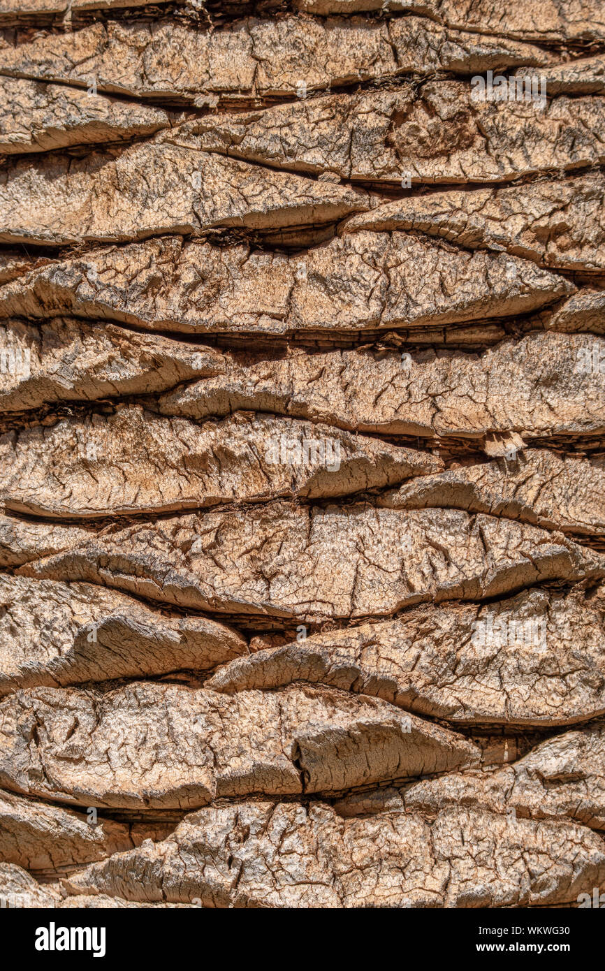 Tree Bark Patterns High Resolution Stock Photography and Images - Alamy