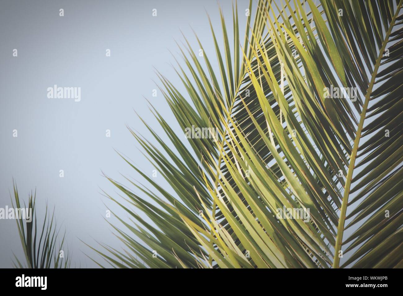 Spiky palm tree hi-res stock photography and images - Alamy