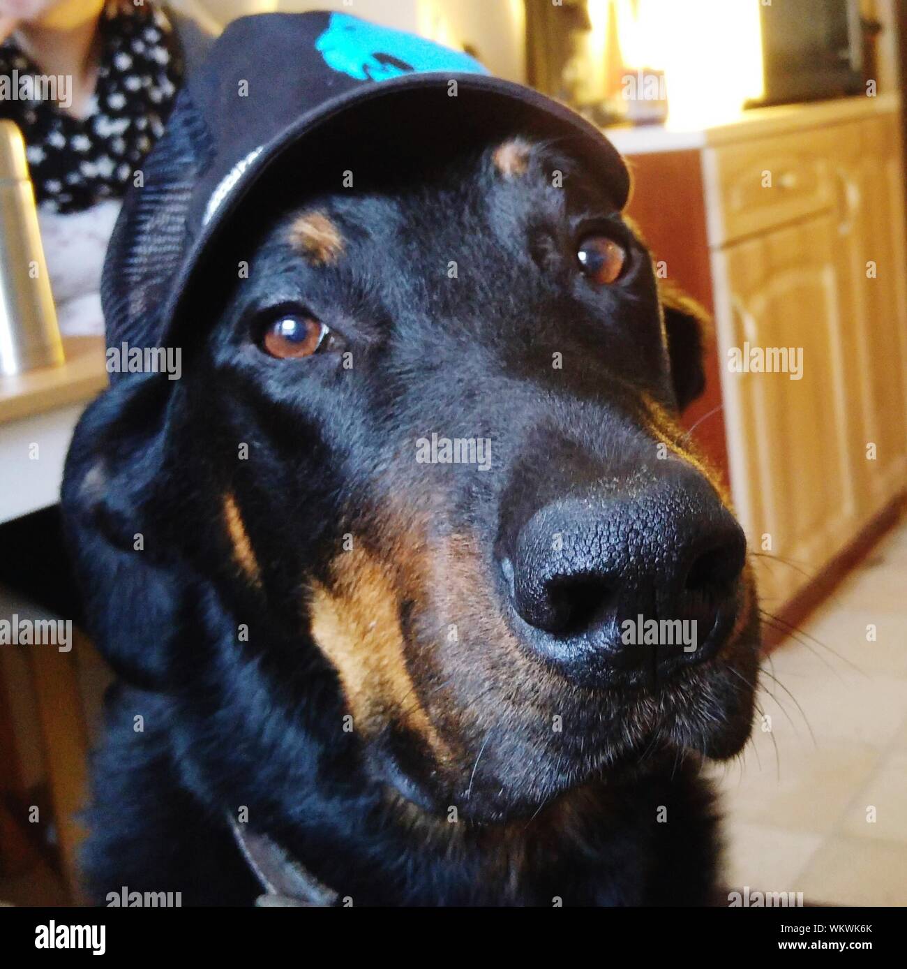 Dog with cap hi-res stock photography and images - Alamy