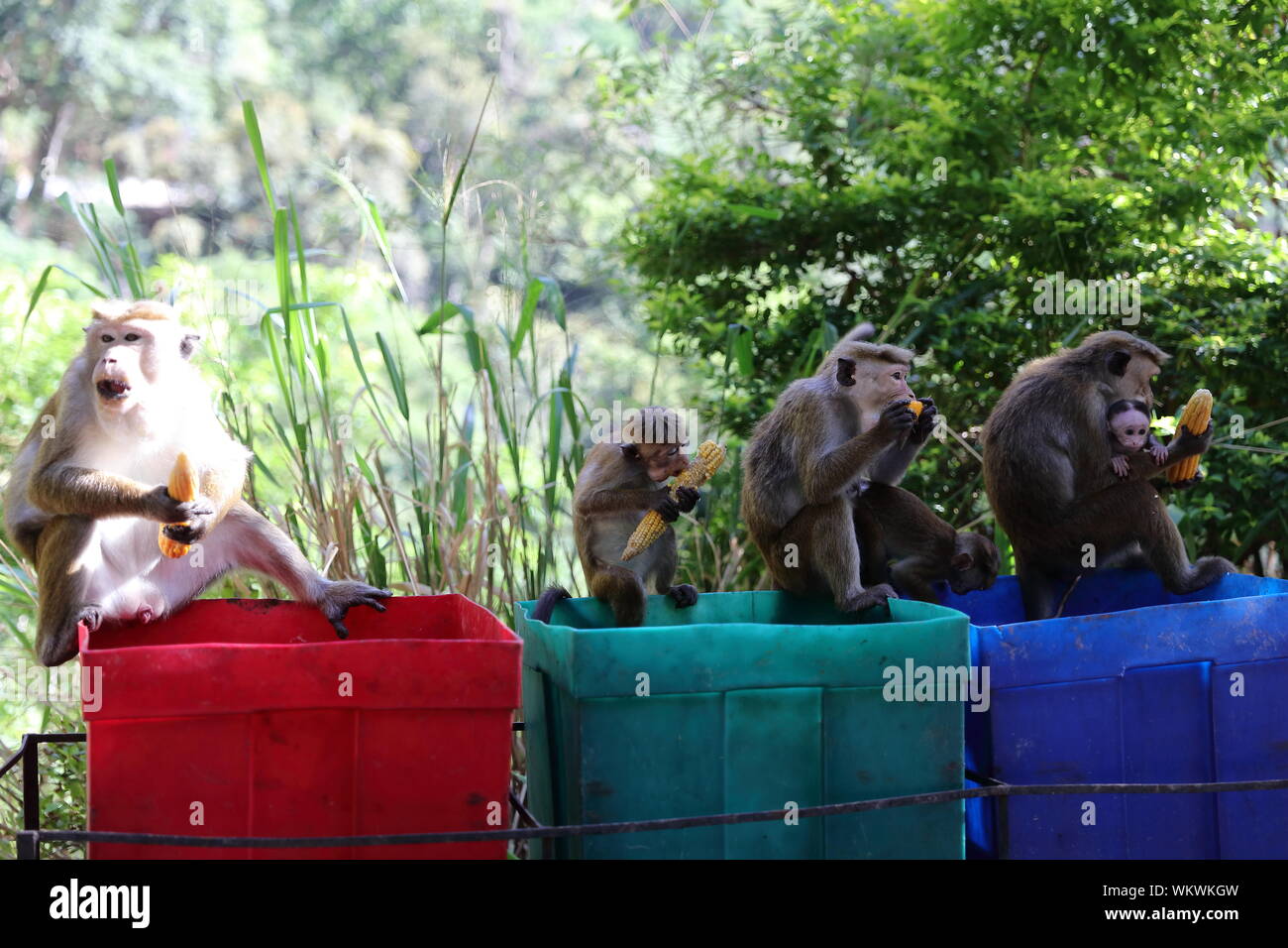 Monkey garbage hi-res stock photography and images - Alamy
